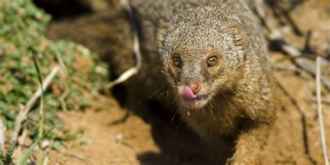 Mongoose Herpestidae Wallpapers Hd Desktop And Mobile Backgrounds