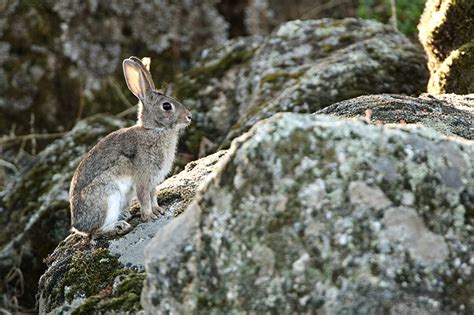 Conejo De Monte Primer Paso Para Mejorar Su Seguimiento Revista Quercus