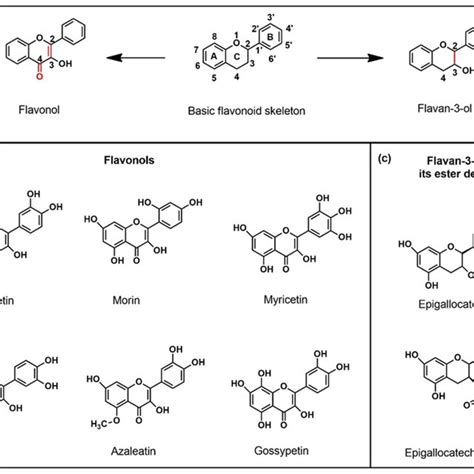 A Representative Structure Of Basic Flavonoid Skeleton Download Scientific Diagram