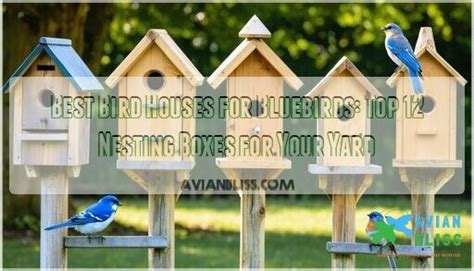 Best Bird Houses For Bluebirds Top 12 Nesting Boxes For Your Yard
