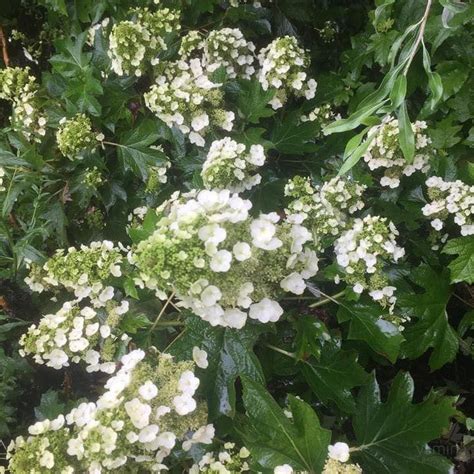 Hydrangea Quercifolia Munchkin