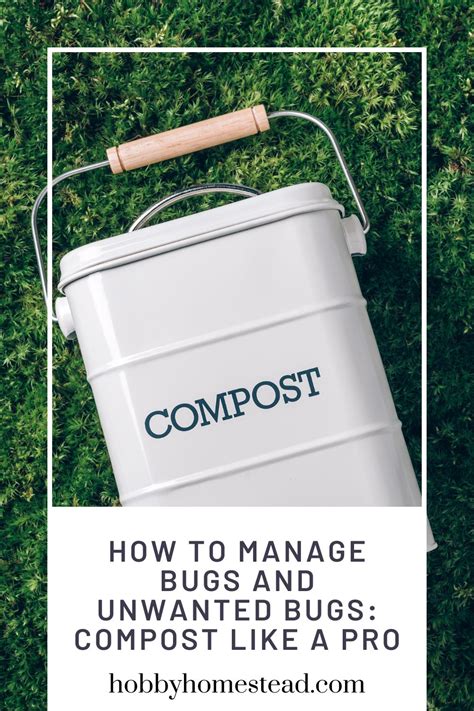 How To Manage Bugs And Unwanted Bugs Compost Like A Pro Hobby Homestead