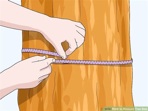 3 Ways To Measure Tree Size WikiHow Life