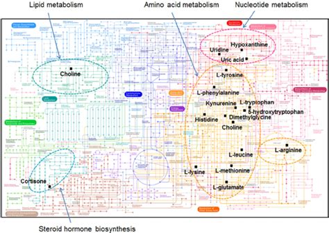 Visualization Of Metabolic Pathways In Marmosets That Differed From