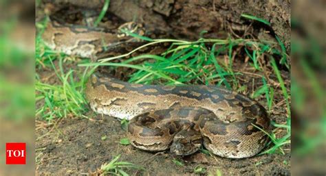 Two Rock Pythons Rescued In Uran Released In Forest Mumbai News