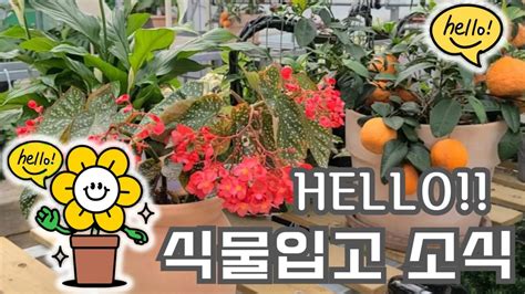 헬로우가든마켓🌳노지월동수국 앤드리스썸머러브 수국 프렌치볼레로수국 🌸나비수국🌸핑크소코라코🌸호스타🌸필로덴드론 고엘디 낭가리텐스🌸벌레잡이제비꽃3종 식충식물2종🌸알로카시아 프라이덱
