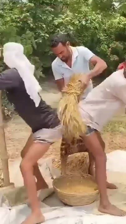 පාගන ගොයම් මේ විදියම් ඇත්තටම පුළුවන්ද ️🤣👍 Youtube