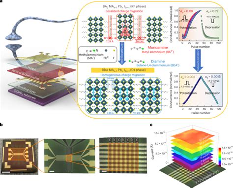 Linearly Programmable Two Dimensional Halide Perovskite Memristor Arrays For Neuromorphic