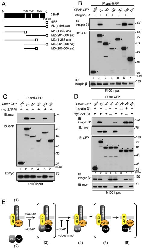 Complex Formation Among Cbap Zap70 And Integrin B1 A Schematic Download Scientific Diagram