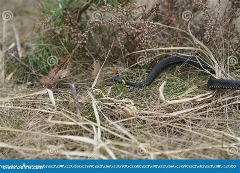 Harmless Snakes In The Woods Closeup Forest Snake Stock Image