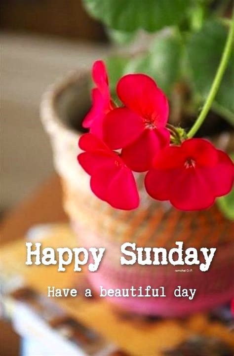 Pin By Carol On Lovely Good Morning Happy Sunday Flowers Good