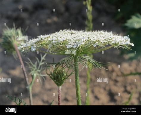 Daucus Carota Commonly Known As The Carrot Is A Root Vegetable That