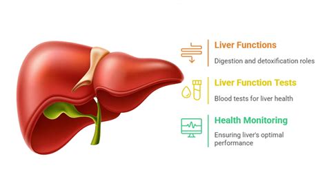 Understanding Liver Function Tests Lfts And Abnormal Results Healthcareontime