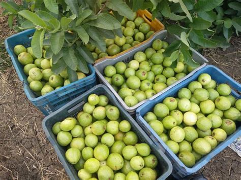 How To Grow Guava Tree From Seed To Harvest Check How This Guide Helps Beginners