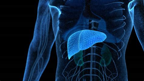 Fibroscan® E Cap Tecnologia Avanzata Per Il Fegato Centro Medico Medisat