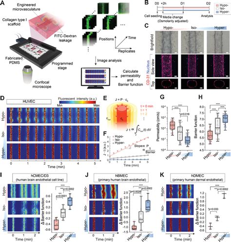 Continuous Hyperosmolarity Exposure Enhances The Vascular Barrier Download Scientific Diagram