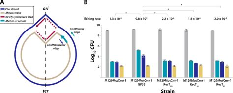Screening Of Different Ssdna Recombinases To Perform Oligo