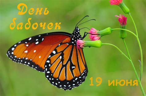 19 июня день бабочек Какой красивый праздник