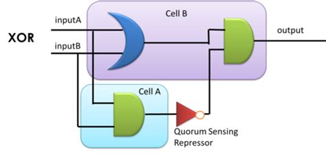 Team Peking S Project Blogic Igem Org