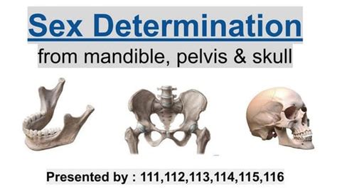 Sex Determination Through Human Skull Pptx