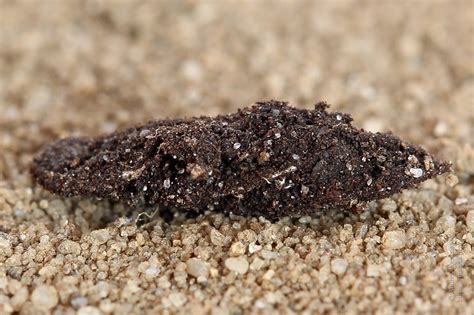 Photo 92081 Grapholita Funebrana