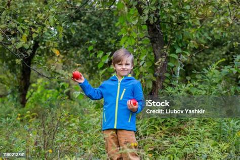 빨간 사과 감정 행복 음식과 정원에서 모자에 한 귀여운 소년의 초상화 사과의 가을 수확 가을에 대한 스톡 사진 및 기타 이미지 Istock