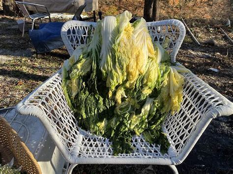 김장과 이케아 야외용 의자와
