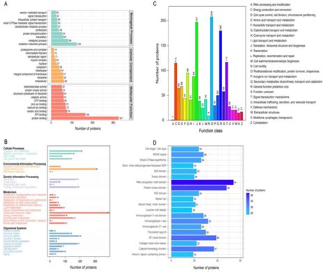 Functional Annotation Of The Identified Proteins A Go Annotation Of Download Scientific