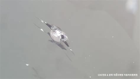 모하비 앞유리 돌에 맞아 깨짐 포천유리복원양주유리복원의정부유리복원남양주유리복원동두천유리복원 유리용접 차유리 돌빵 스톤칩 수리 Cdc덴트 네이버 블로그