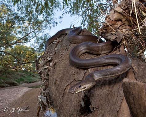 Australian Geographic On Instagram ““a Healthy 3m Olive Python Liasis O Olivaceus From