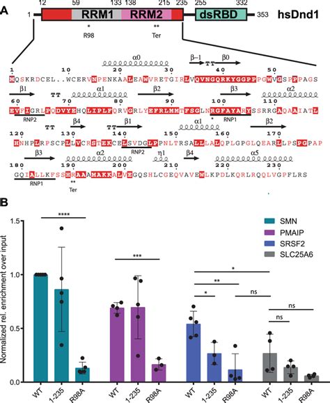 Dnd1 Binds Rna Targets Mainly Through Its Rrms A Domain Structure Of