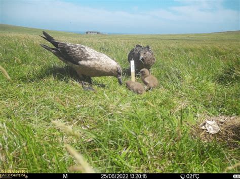 Confirmed Pair Of Great Skuas At Nest 015 In The Monitoring Plot Da