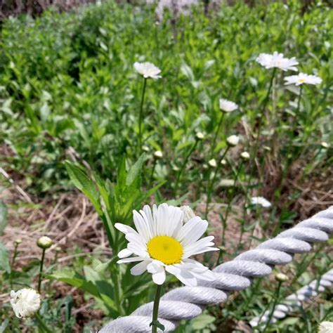 Misuk Kwon 미순상회입니다 환절기 건조해지는 피부 각질 잘 일어나는 피부 털이 푸석푸석한 아이에게 가장 순하고 영양 가득한 심플리독의 히알론 에센스