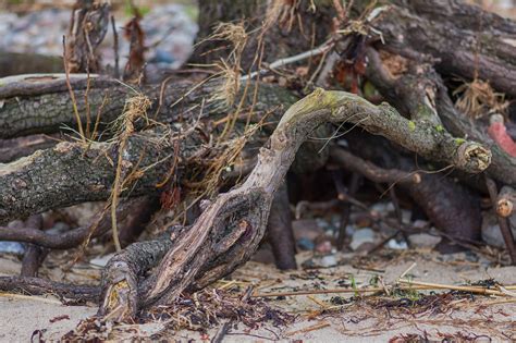 Root Tree Old Free Photo On Pixabay Pixabay