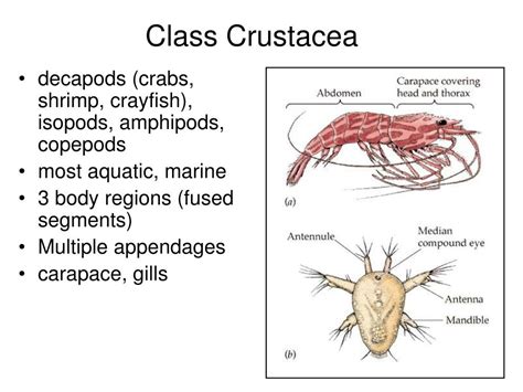 Ppt Kingdom Animalia Powerpoint Presentation Free Download Id5669897