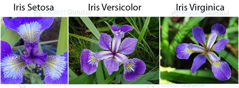 Python OpenCV Project Iris Flowers Classification Project Gurukul