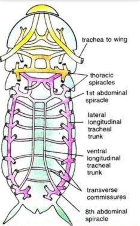 Rasheeda Biology Biology Diagrams Cockroaches
