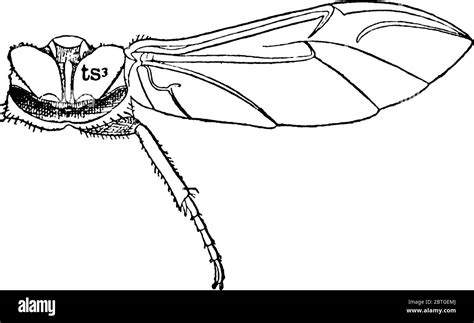 May Beetle Is Red Brown Beetle Having Shiny Wing Covers Also Known As