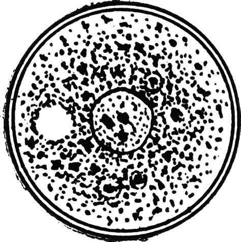 spherical cell clipart etc