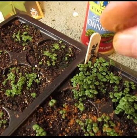 Той поръси с това градината си… Причината Невероятно е