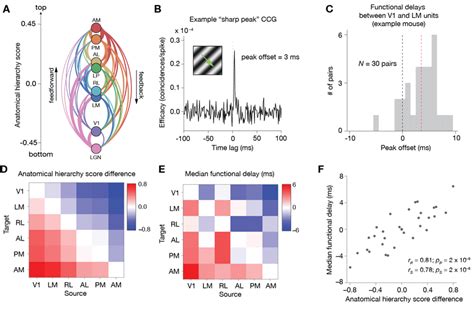 Functional Connectivity Recapitulates The Anatomical Hierarchy A