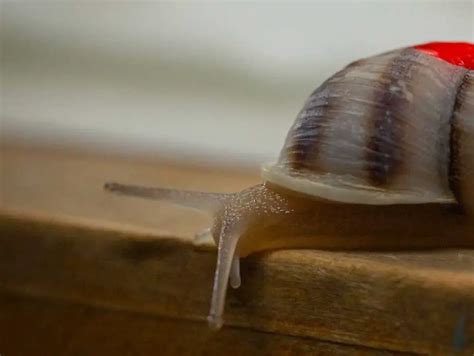 Meet The Newly Named ”peppered Cockroach” The Animal Facts