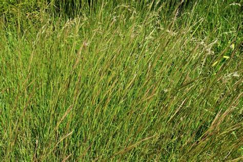Growing And Caring For Big Bluestem Andropogon Gerardii Florgeous