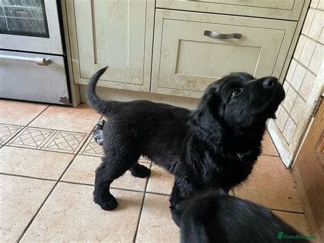 Adorable Cocker Spaniel Malamute Chow Chow Mix For Sale In Stockport
