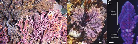 Coral Reef Algae Types