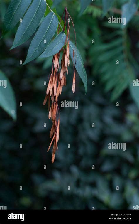 Hanging Seed Pods Stock Photos Hanging Seed Pods Stock Images Alamy