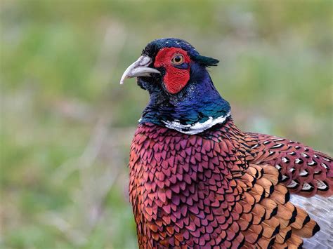 Pheasant Nesting Behaviour Eggs Location Faqs Birdfact
