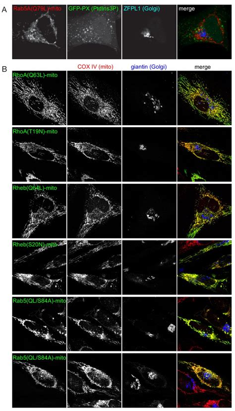 Figures And Data In In Vivo Identification Of Gtpase Interactors By Mitochondrial Relocalization