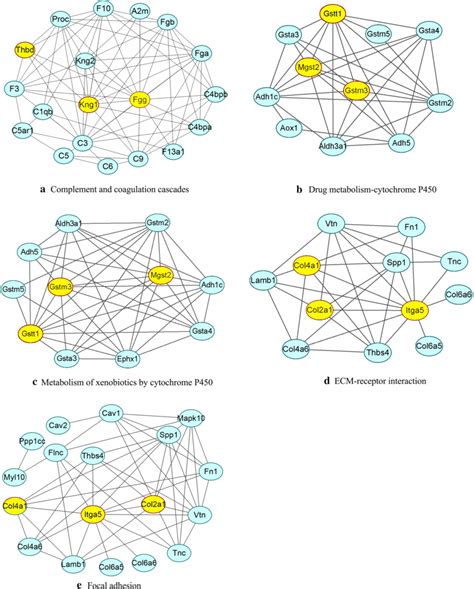 Proteinprotein Interaction Networks The Networks Were Constructed
