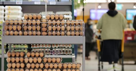 조류독감 확산세 달걀 가격은